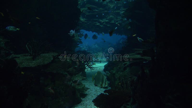 Underwater Cave with Many Fish and Corals Stock Footage - Video of ...