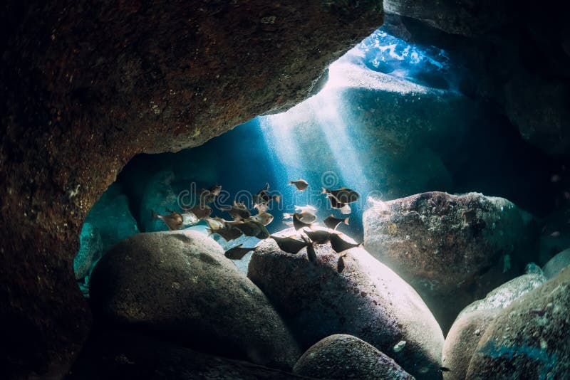 Underwater Cave with Sun Rays School of Fish in Sea Stock Image - Image ...