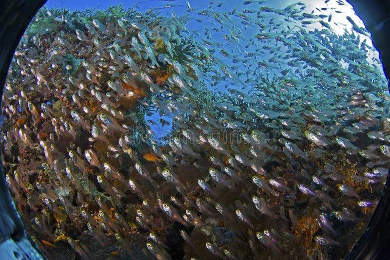 Underwater Circle of fish stock image. Image of saltwater - 25299421