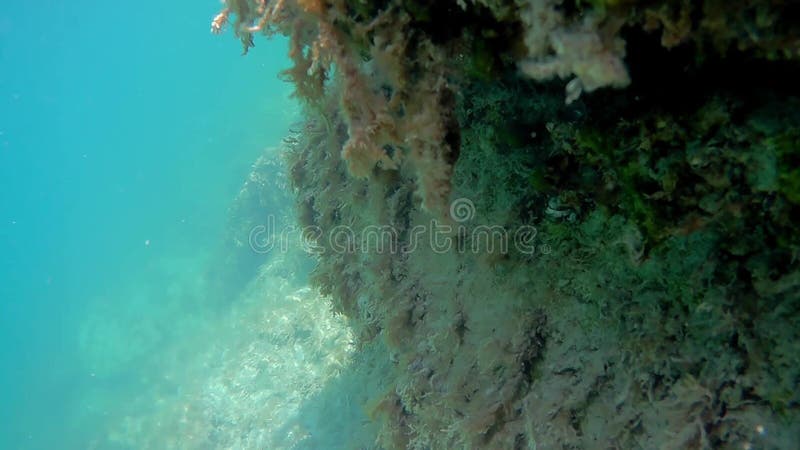 Underwater cliff at sea. stock video. Video of clean - 167080877