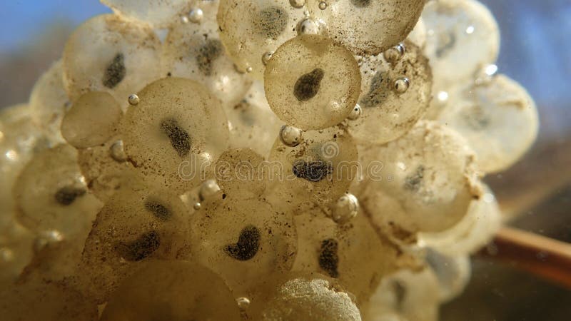 Underwater Close-up of a Frogspawn in a Lake Stock Photo - Image of ...