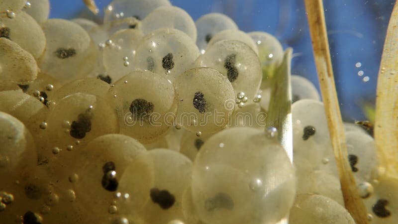 Underwater Close-up of a Frogspawn in a Lake Stock Image - Image of ...