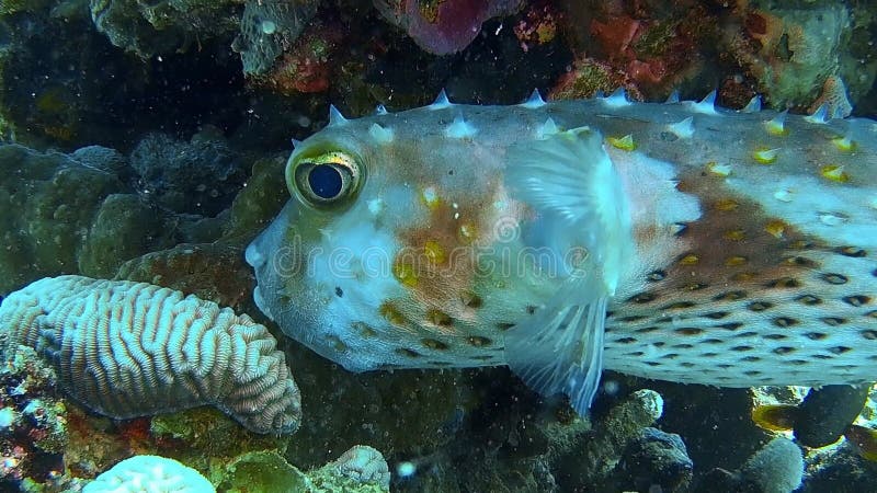 Underwater Close-up of a Large Puffer Fish in a Coral Reef Stock ...