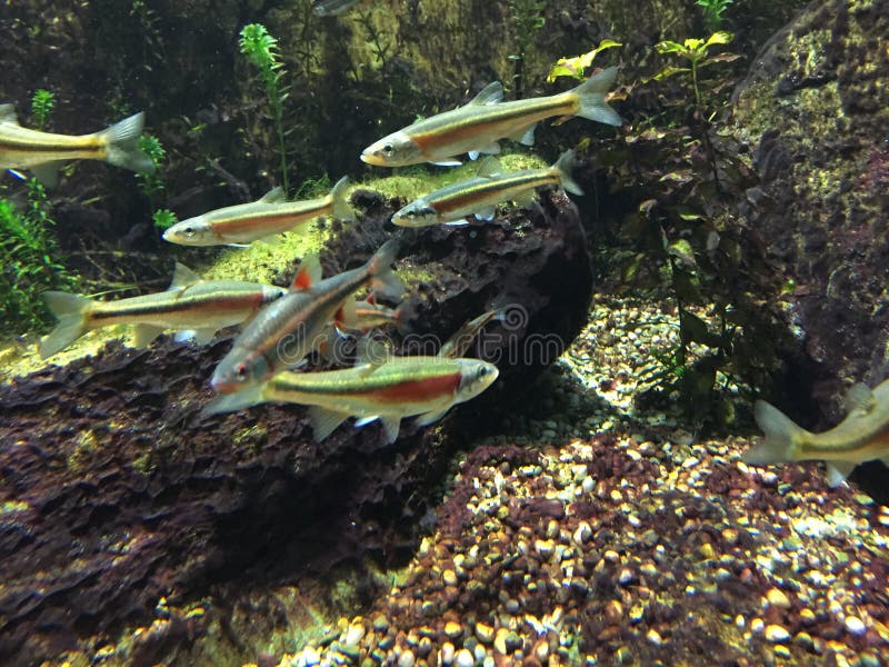 Underwater Close Up of Redside Dace. Stock Photo - Image of animal ...