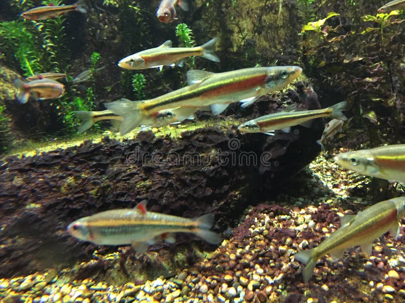 Underwater Close Up of Redside Dace. Stock Photo - Image of closeup ...