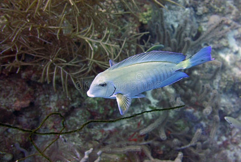 Closeup of a Blue Tang Fish in the Reef Stock Photo - Image of ...