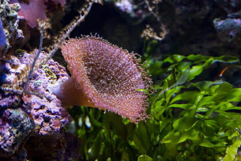 Underwater Colored Actinia in Aquarium Stock Photo - Image of algae ...