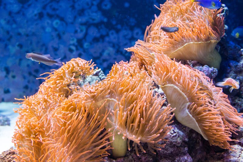 Underwater Colored Actinia in Aquarium Stock Image - Image of seaweed ...
