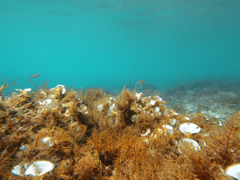 Underwater Colors and Lights Stock Image - Image of cuba, honduras ...