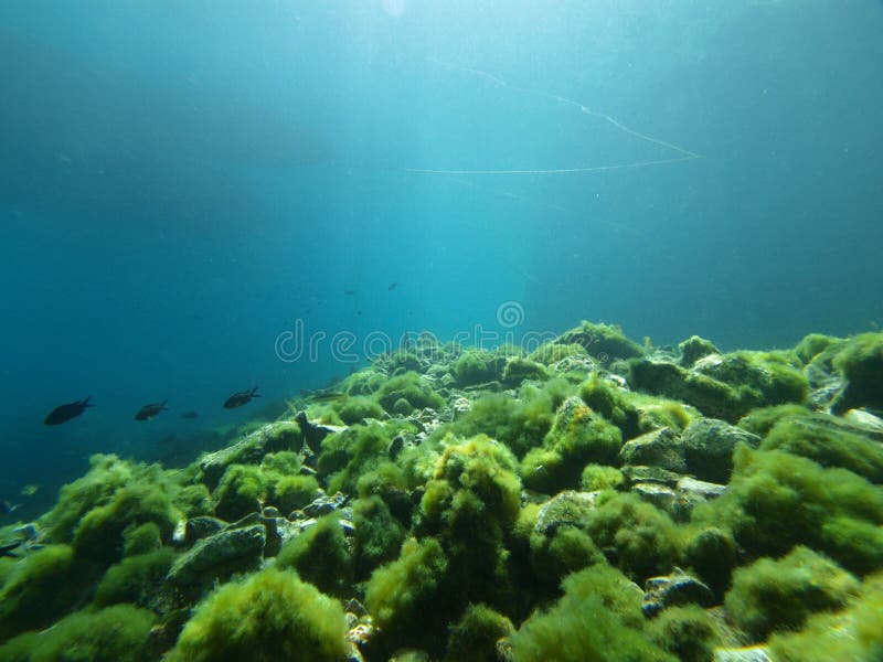 Ocean bottom stock image. Image of form, great, beautiful - 14617601