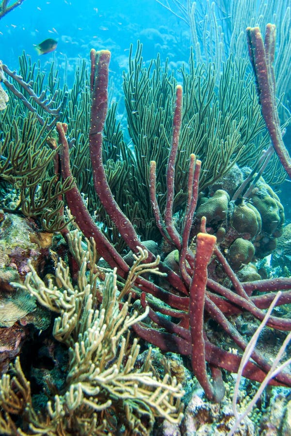 Rope Sponge and Colorful Tropical Fish Stock Image - Image of sponge ...