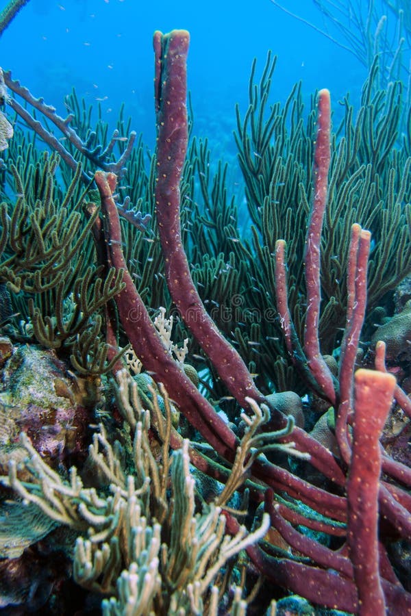 Underwater Coral Reef Erect Rope Sponge Stock Image - Image of islands ...