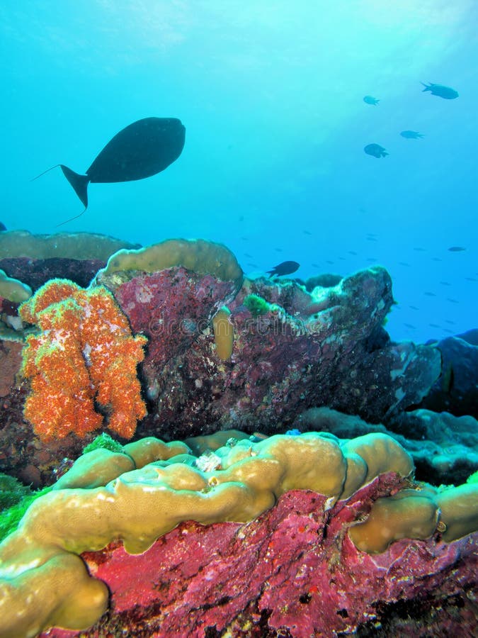 Underwater Coral Reef with Fishes Stock Image - Image of underwater ...