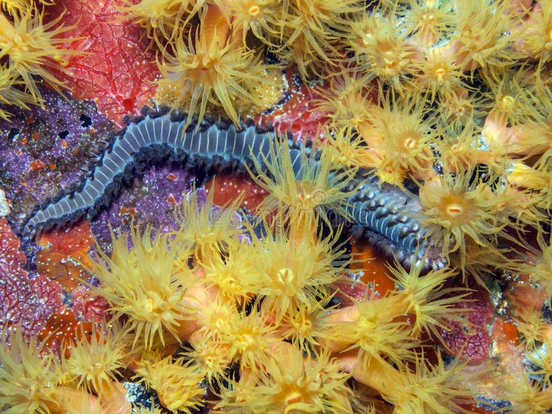 Underwater Coral Reef Orange Cup Corals Stock Photo - Image of fireworm ... Underwater Coral Reef Orange Cup Corals Stock Photo - Image of fireworm ...