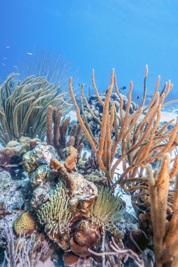 Underwater coral reef stock image. Image of leeward, antilles - 59545427