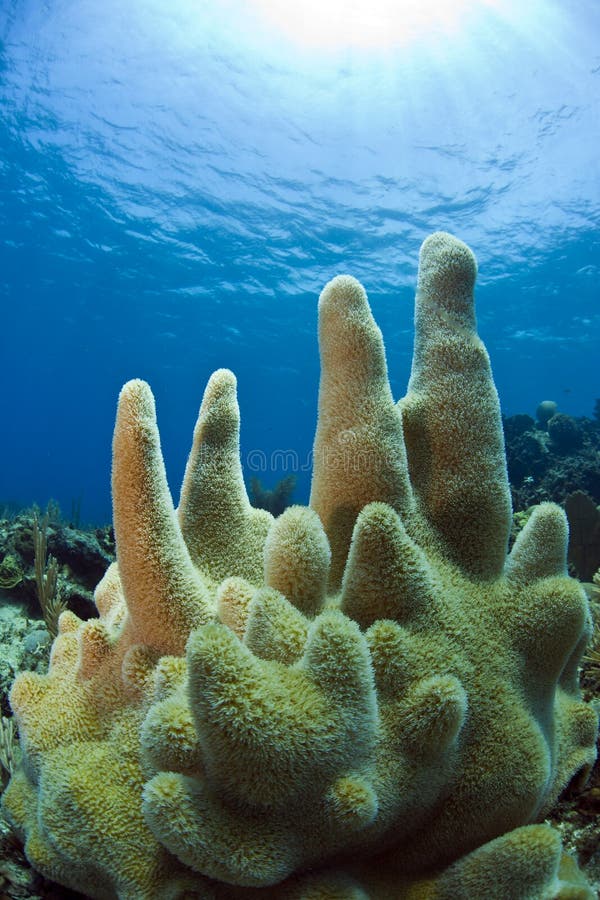 Underwater Coral Reef Pillar Coral Stock Photo - Image of cylindrus ...