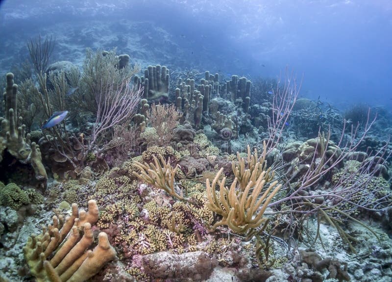 Underwater coral reef stock photo. Image of leeward, antilles - 59290336