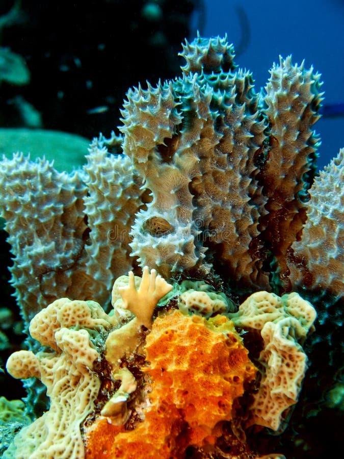 Cluster of Sponges stock photo. Image of coral, fishes - 170284