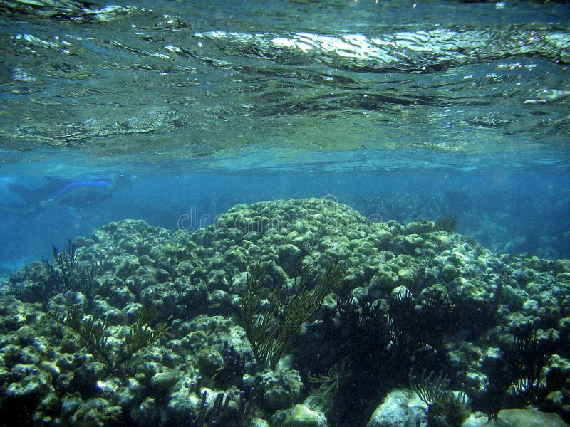Underwater Coral Reef with Water Surface Stock Image - Image of calm ...