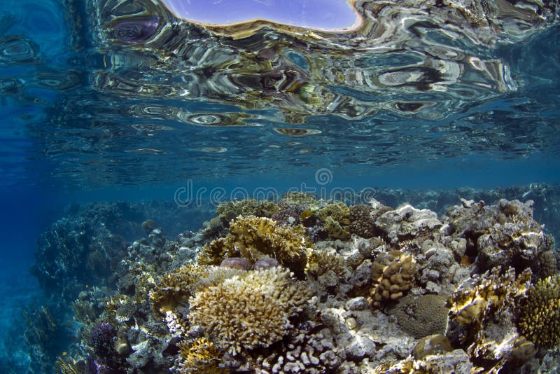 Underwater Coral Reflections II Stock Photo - Image of egypt ...