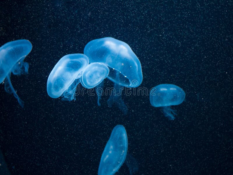Underwater Cosmos Jellyfish Closeup in Blue Light Stock Photo - Image ...