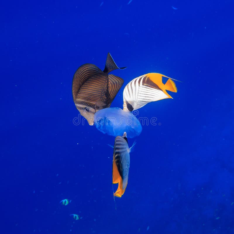 Underwater Dance stock photo. Image of sheikh, fauna - 41978576