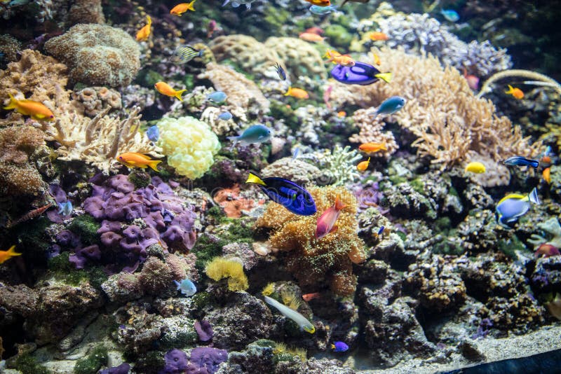 Underwater with Different Colorful Fishes Stock Image - Image of nature ...