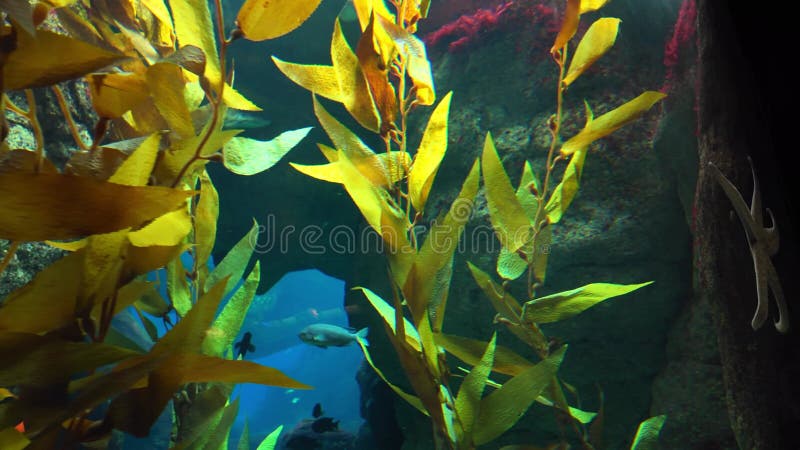 Underwater Displays of Tropical Fish in Lisbons Aquarium. Stock Footage ...