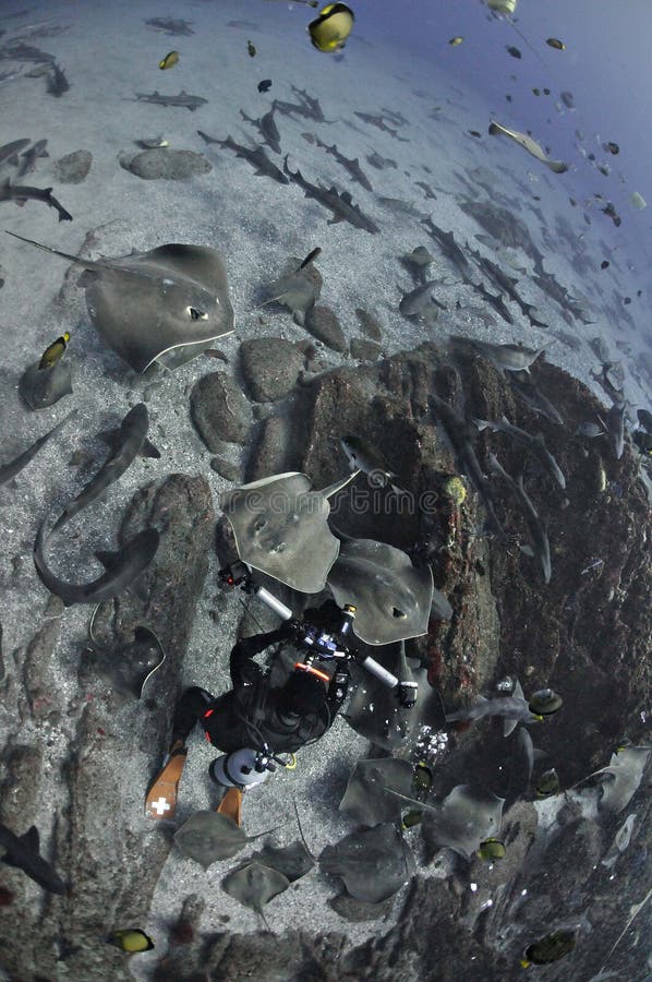 Underwater Diver with Reflection Off Mask Stock Image - Image of ...
