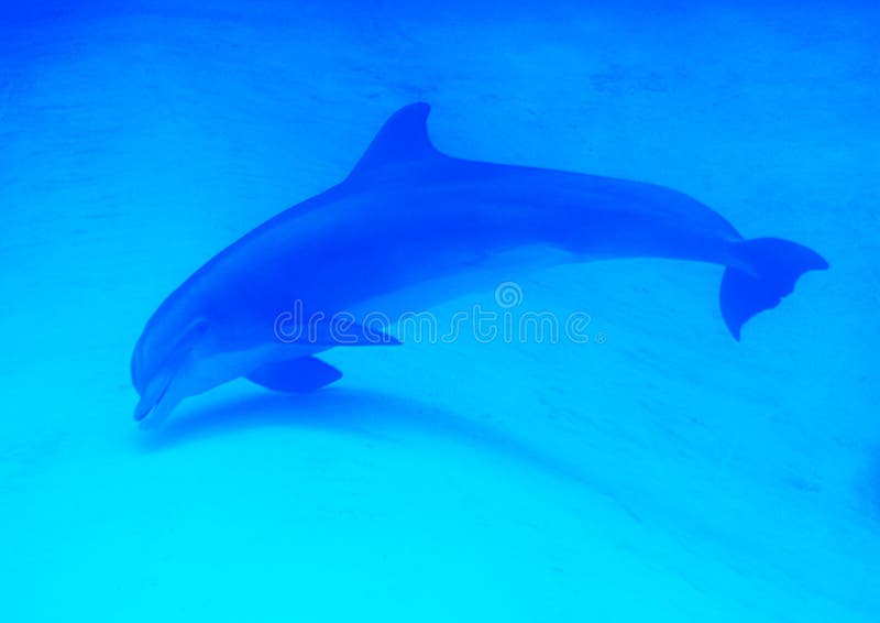 Underwater Dolphin II stock image. Image of mammals - 204315105