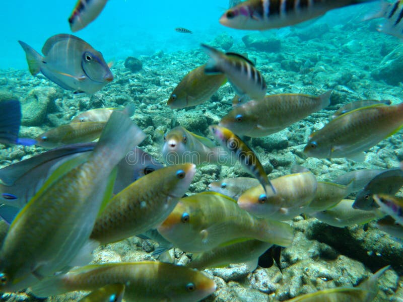 Egypt Underwater Red Sea Taba Fish Stock Photo - Image of egypt, wild ...