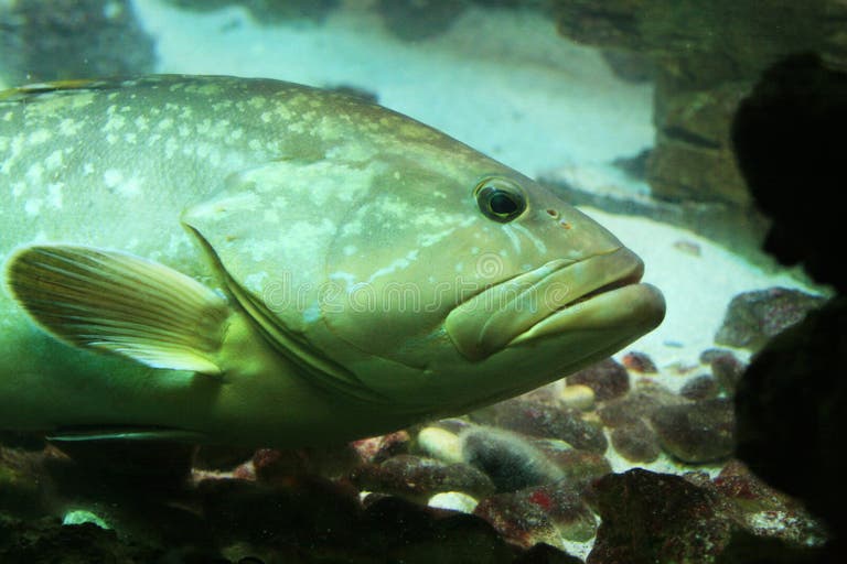 1,020 Deep Sea Cod Fish Stock Photos - Free & Royalty-Free Stock Photos ...