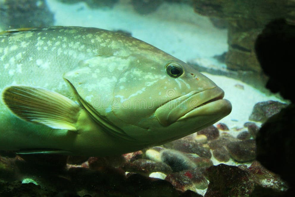 Underwater fish stock photo. Image of large, deep, determination - 5698654
