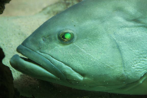 818 Underwater Green Grouper Fish Stock Photos - Free & Royalty-Free ...