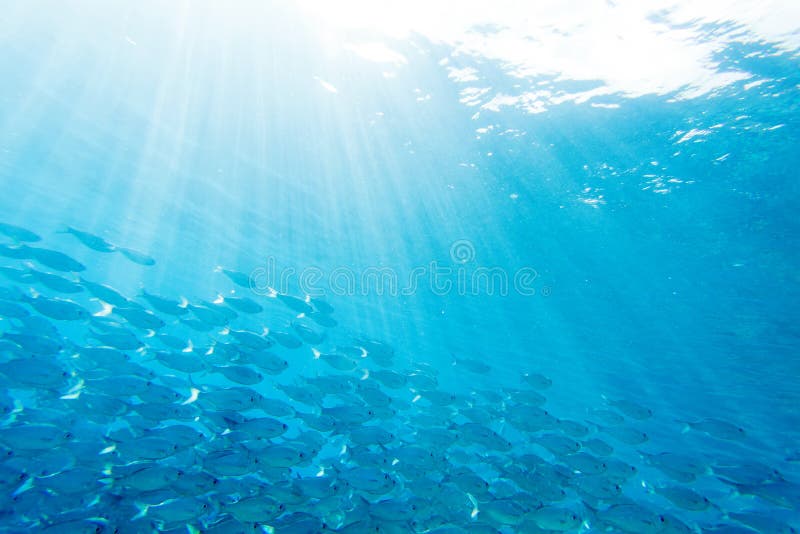 Underwater Fish and Sun Rays Stock Photo - Image of life, barracuda ...