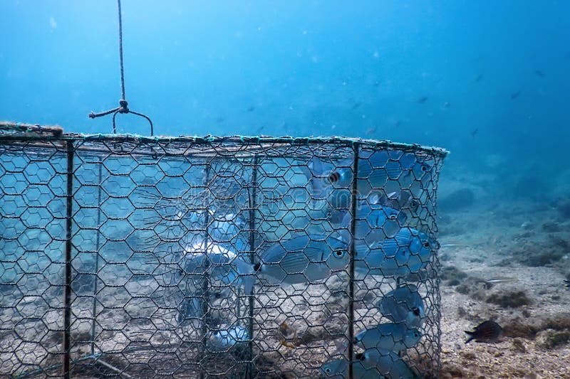 Underwater Fish Trap, Fishes Inside Trap Stock Image - Image of marine ...