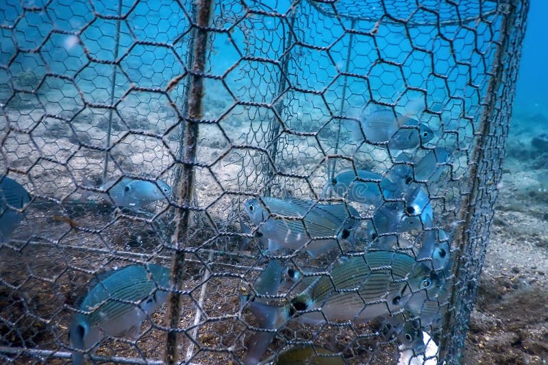 Underwater Fish Trap, Fishes Inside Trap Stock Photo - Image of ...