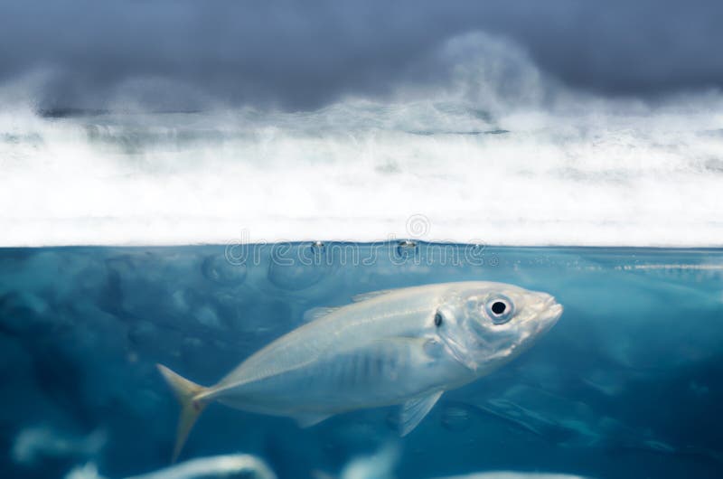 Breaking Fish Tank Stock Photos - Free & Royalty-Free Stock Photos from ...