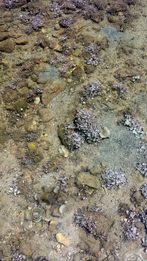 Underwater flora stock image. Image of underwater, clear - 59223535