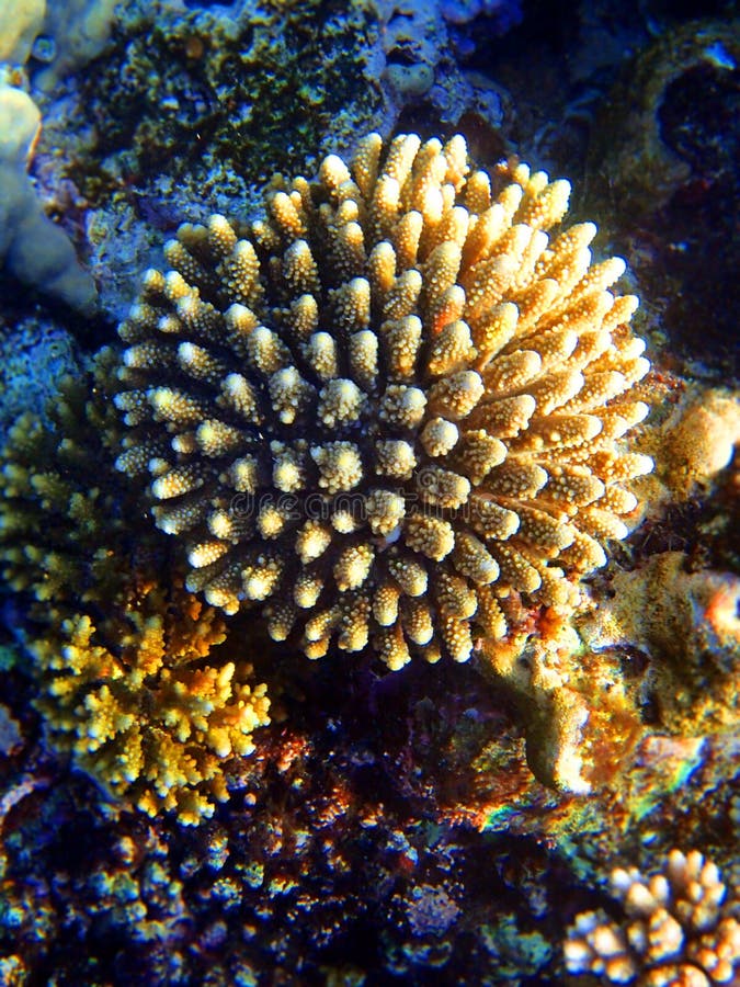 Underwater flower stock image. Image of water, underwater - 36215427