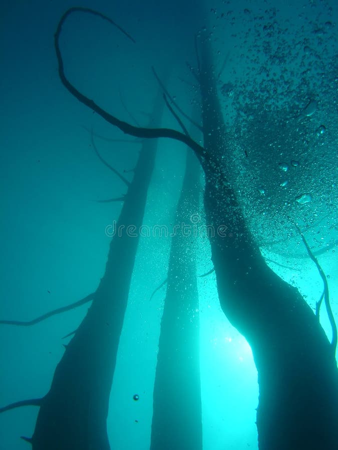 Underwater forest stock image. Image of traful, dive, lake - 2263551