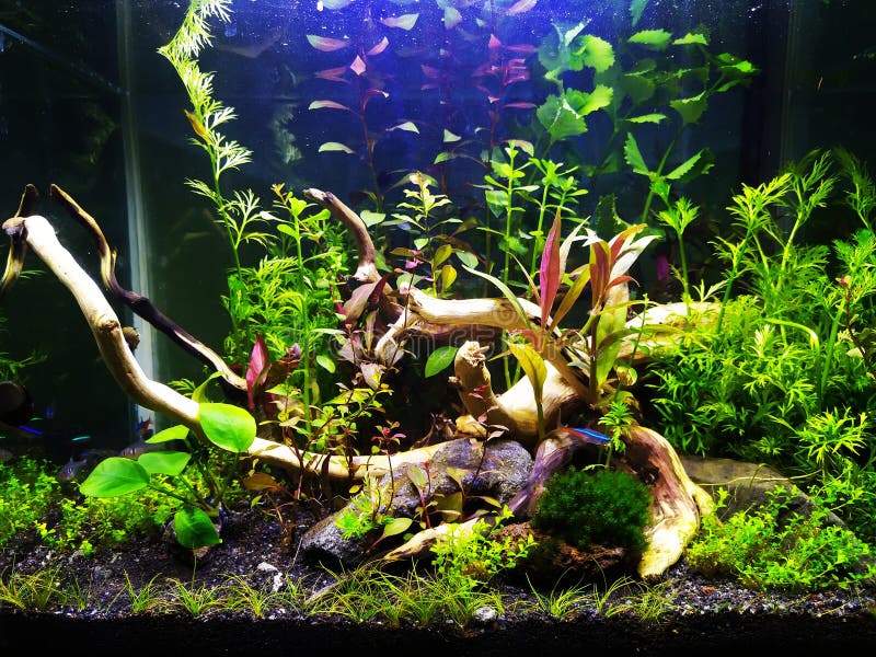 Underwater forest stock image. Image of learn, underwater - 265178963