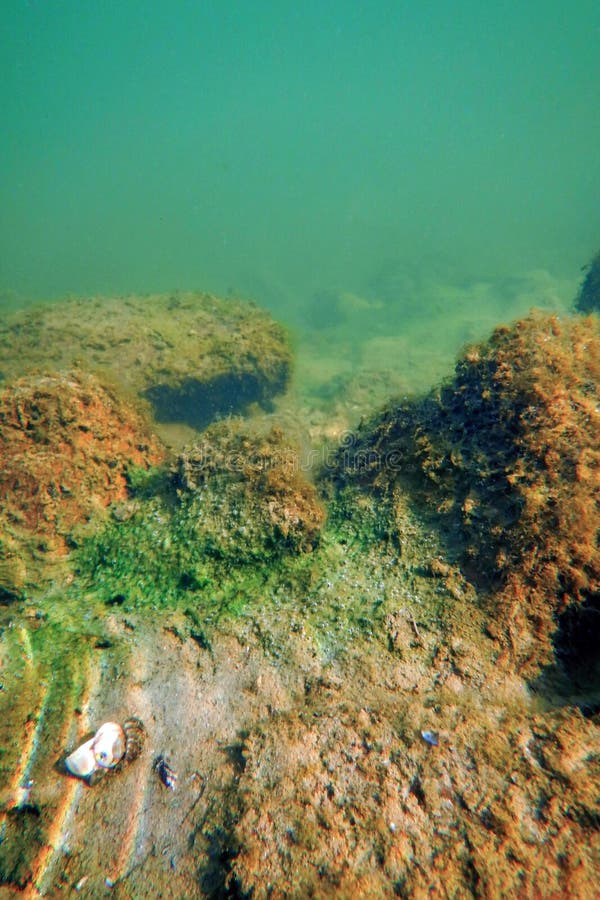 Underwater Freshwater Flora Rivers, Lakes, Pond. Stock Image - Image of ...