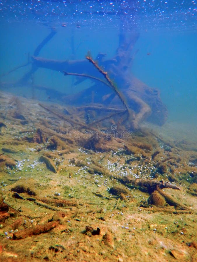 Underwater Freshwater Flora, Underwater Bottom, Rivers, Lakes, Stock ...
