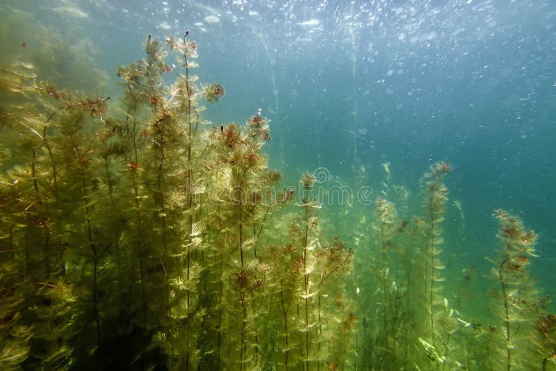 Underwater Freshwater Flora, Underwater Landscape Stock Photo - Image ...