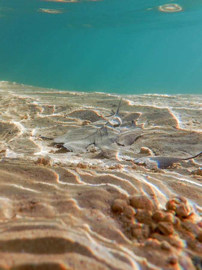 Underwater Freshwater Flora Rivers, Lakes, Pond. Stock Photo - Image of ...