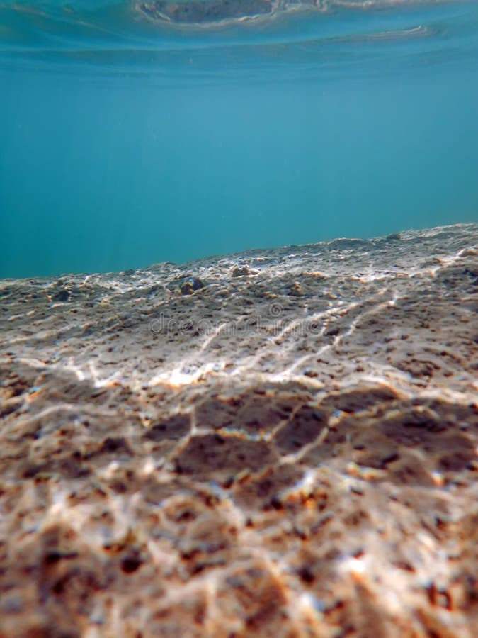 Underwater Freshwater Flora Rivers, Lakes, Pond. Stock Photo - Image of ...