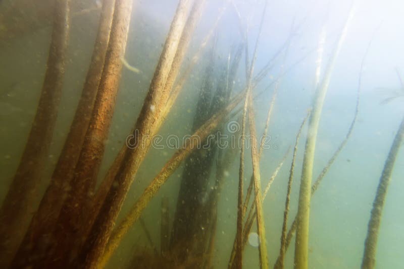 Underwater Freshwater Flora Rivers, Lakes, Pond, Underwater Flora Stock ...