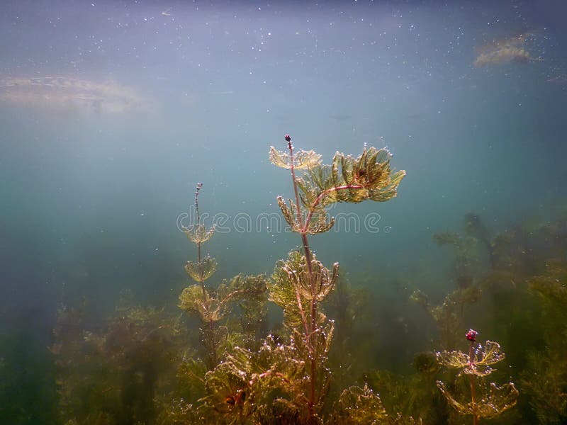 Underwater Freshwater Flora Rivers, Lakes, Pond. Surface. Stock Photo ...