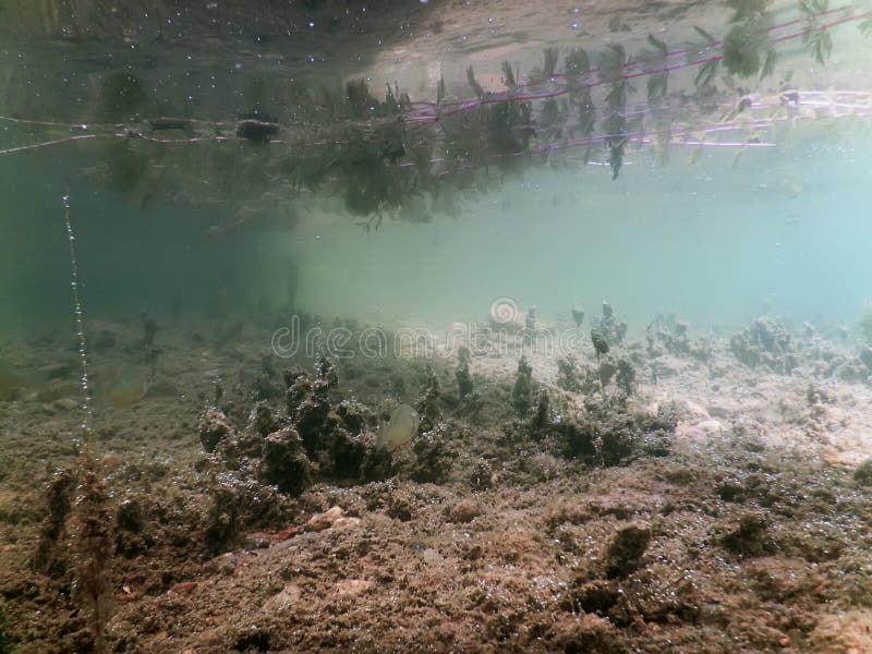 Underwater Freshwater Flora Rivers, Lakes, Pond. Surface. Stock Photo ...